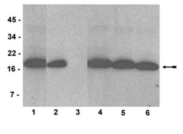 Anti-dimethyl-Histone H3 (Lys4) Antibody, clone AW30, rabbit monoclonal ...